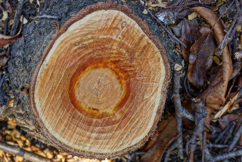 Brown Cut on a Tree Stump in Nature Stock Photo - Image of dead ...