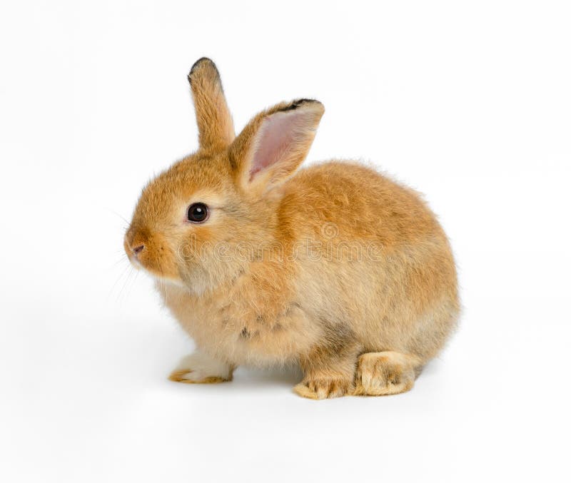 Brown Cute Bunny Rabbit on White Background Stock Photo - Image of ...