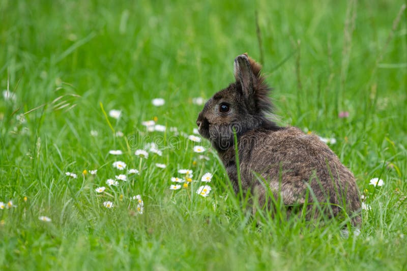 A Brown Cute Dwarf Rabbit Resting in the Grass Stock Image - Image of ...
