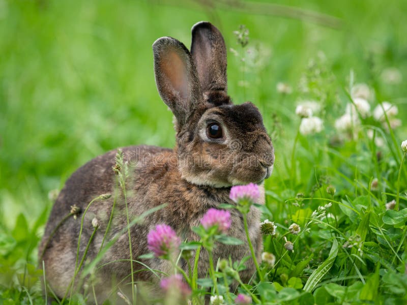 A Brown Cute Dwarf Rabbit Resting in the Grass Stock Image - Image of ...