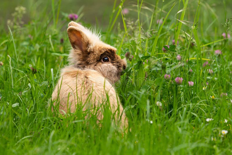 A Brown Cute Dwarf Rabbit Resting in the Grass Stock Image - Image of ...