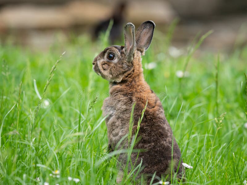 A Brown Cute Dwarf Rabbit Resting in the Grass Stock Image - Image of ...