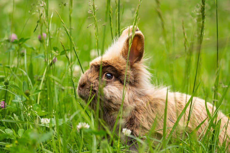 A Brown Cute Dwarf Rabbit Resting in the Grass Stock Image - Image of ...