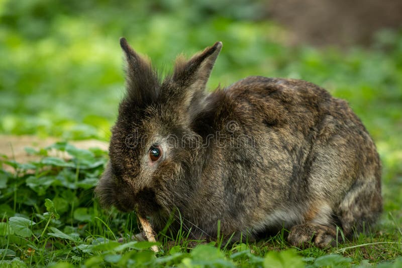 A Brown Cute Dwarf Rabbit Resting in the Grass Stock Image - Image of ...
