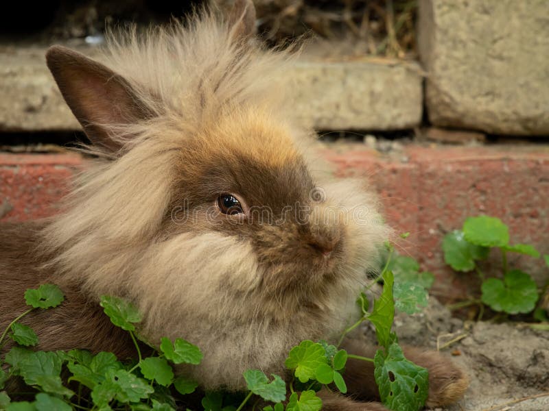 A Brown Cute Dwarf Rabbit Resting in the Grass Stock Image - Image of ...