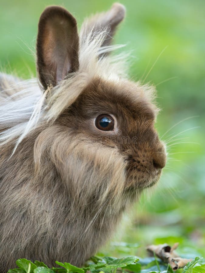 A Brown Cute Dwarf Rabbit Resting in the Grass Stock Photo - Image of ...