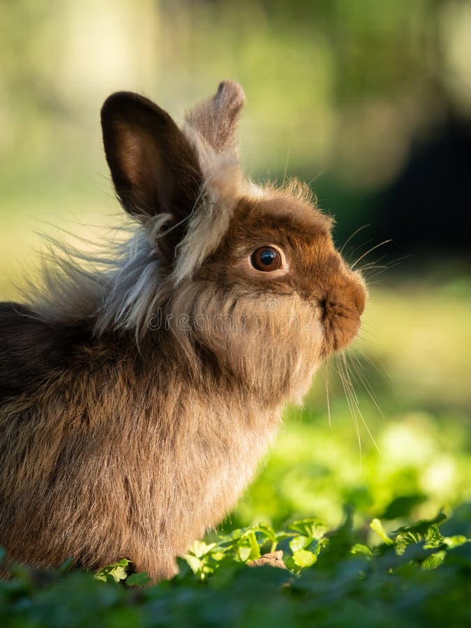 A Brown Cute Dwarf Rabbit Resting in the Grass Stock Photo - Image of ...