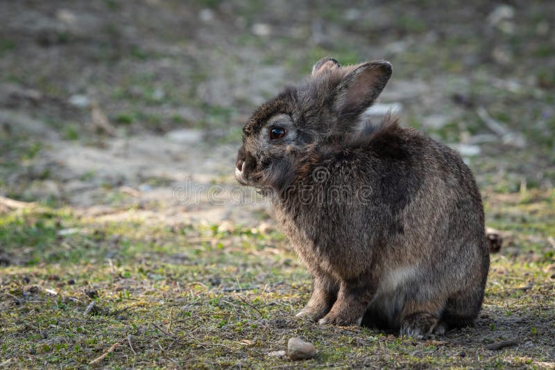 A Brown Cute Dwarf Rabbit Resting in the Grass Stock Image - Image of ...