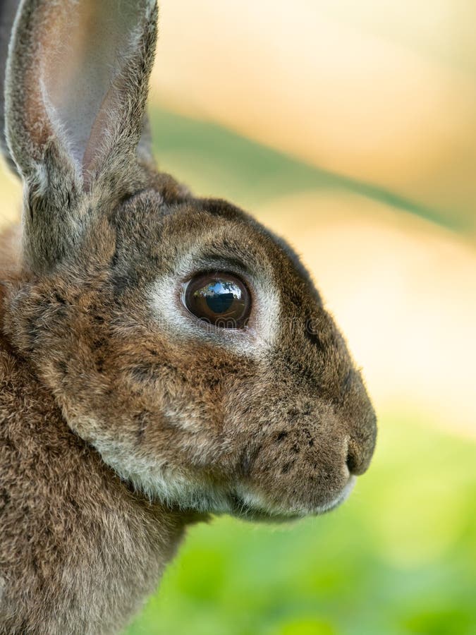 A Brown Cute Dwarf Rabbit Resting in the Grass Stock Image - Image of ...
