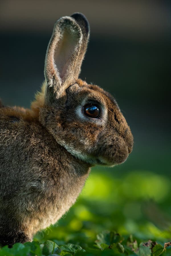 A Brown Cute Dwarf Rabbit Resting in the Grass Stock Photo - Image of ...