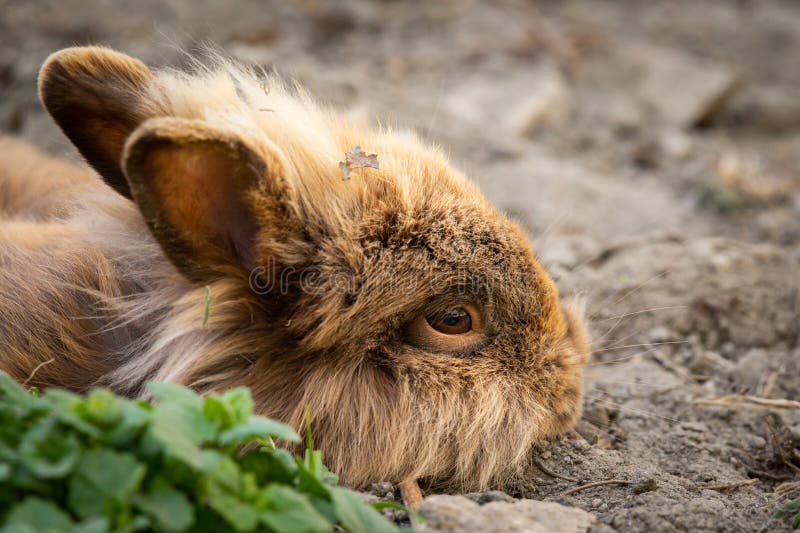 A Brown Cute Dwarf Rabbit Resting in the Grass Stock Image - Image of ...