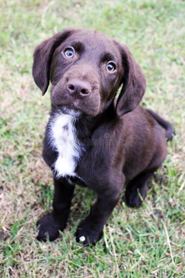 Cute Puppy Sat on Grass Looking Up Stock Image - Image of full, cocker ...