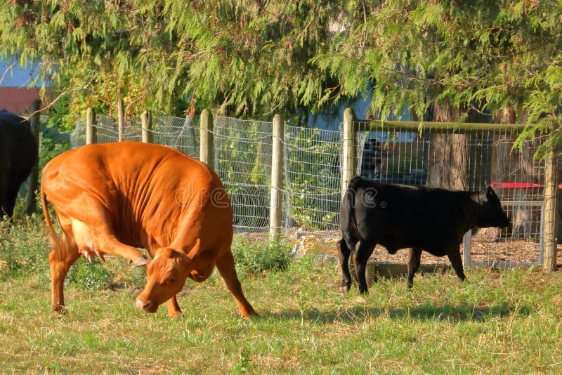 Brown Dairy Cow Behavior stock photo. Image of grassland - 286459600