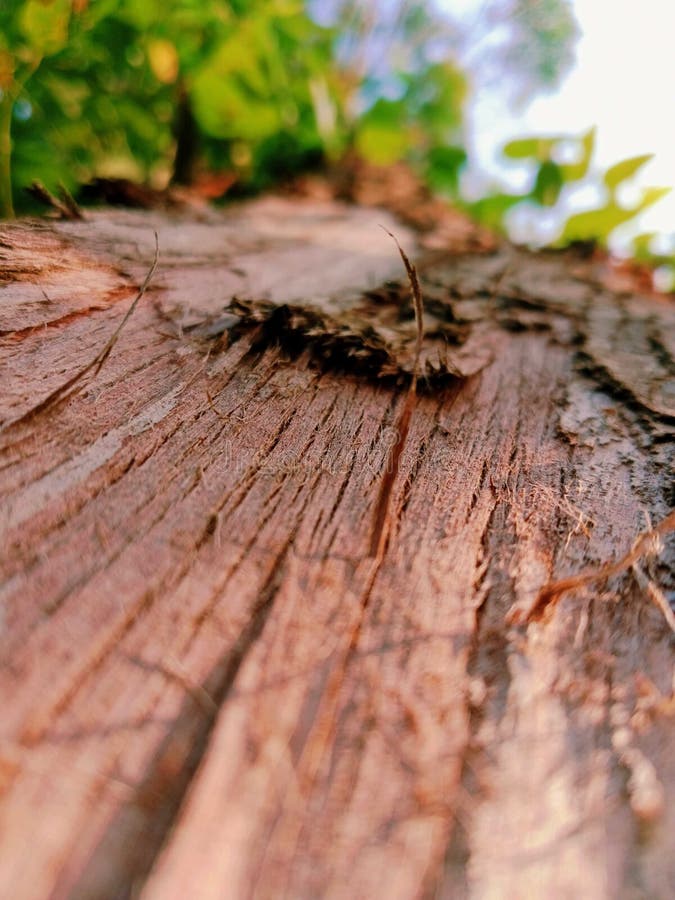 Brown damaged tree texture stock photo. Image of brown - 265879836