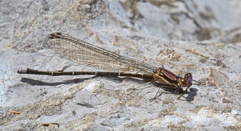 A Brown Damselfly Dragonfly Stock Photo - Image of extreme, close ...