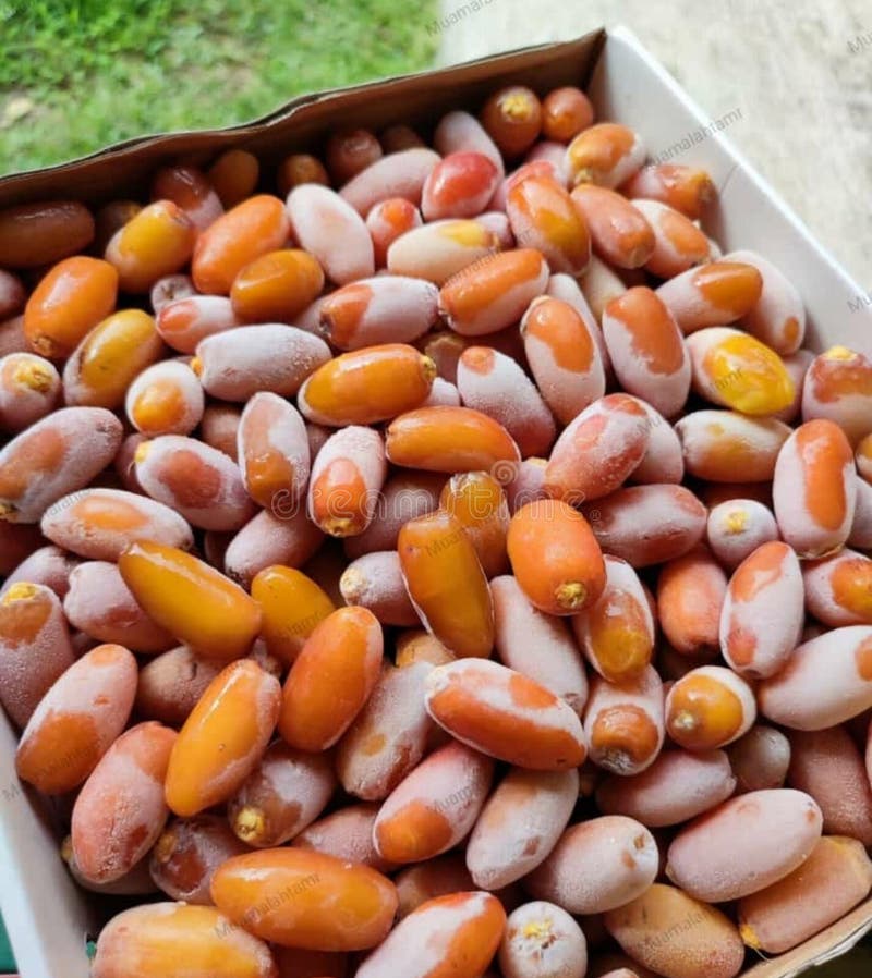 Brown dates are in a box stock photo. Image of brown - 254180226