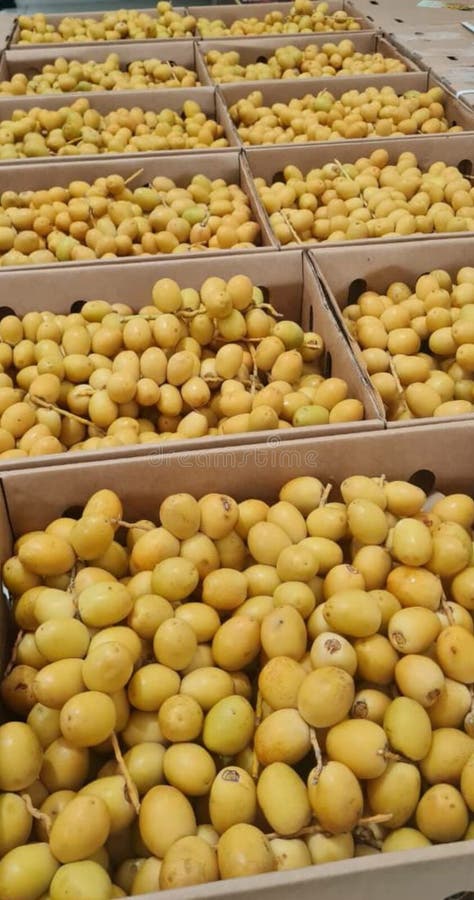 Yellow dates are in a box stock photo. Image of yellows - 254180224