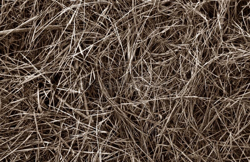Brown dead grass stock photo. Image of ranch, pattern - 91110996