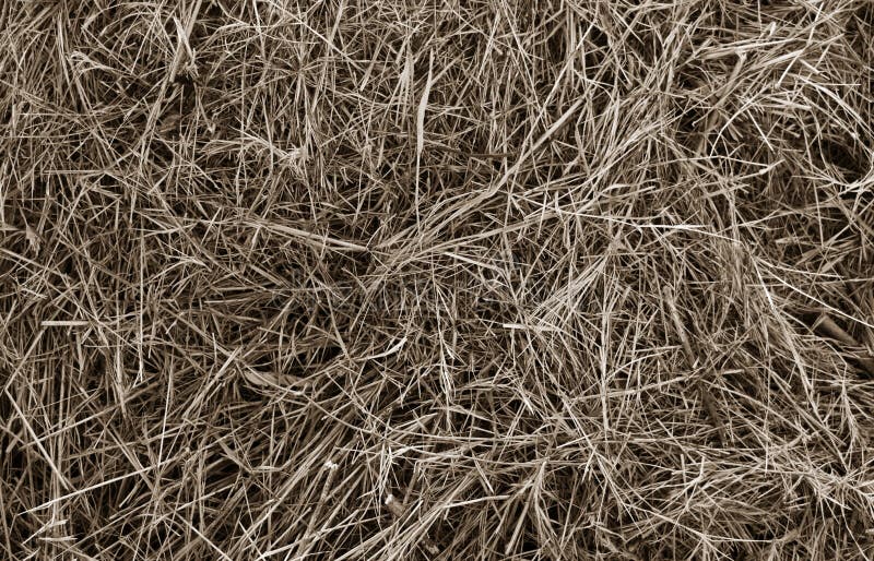 Brown dead grass stock photo. Image of background, brown - 91111366