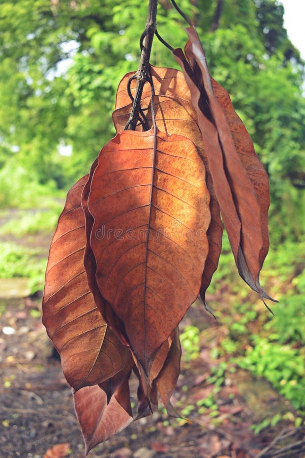 Brown Dead Leaf Hanging on a Tree Stock Image - Image of leaf, isolated ...
