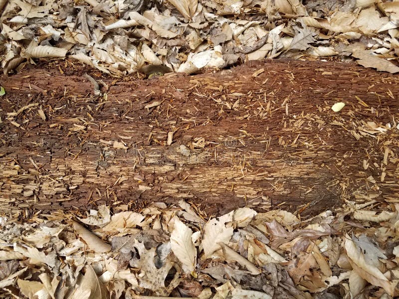Brown Decomposing or Decaying Tree Log with Brown Leaves Stock Photo ...