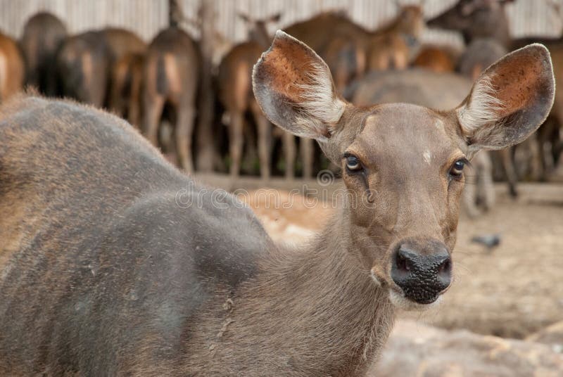 Brown Deer stock photo. Image of wildlife, deer, mammal - 38066332