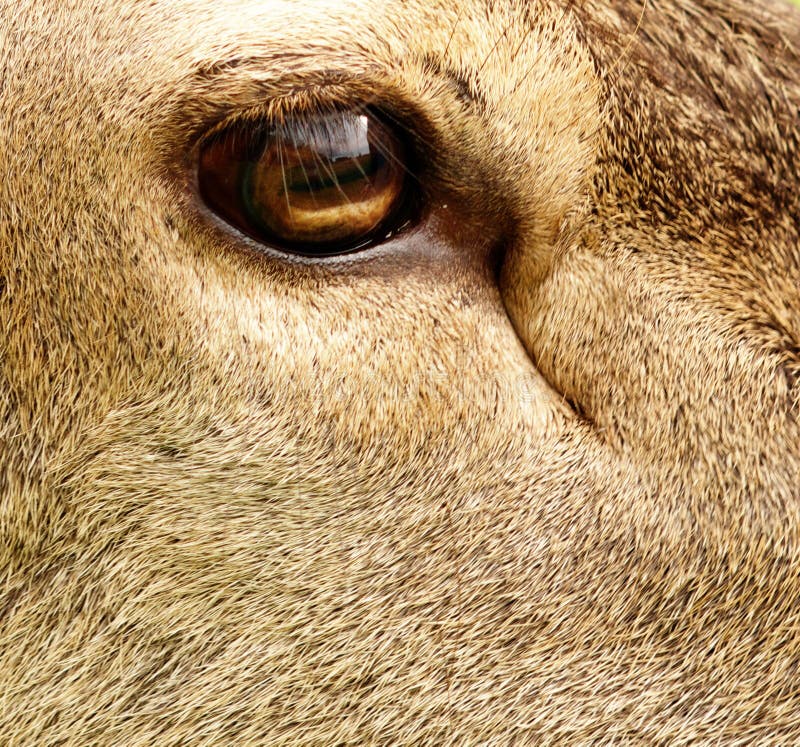 Brown deer eye stock photo. Image of eyelid, looking - 28681902