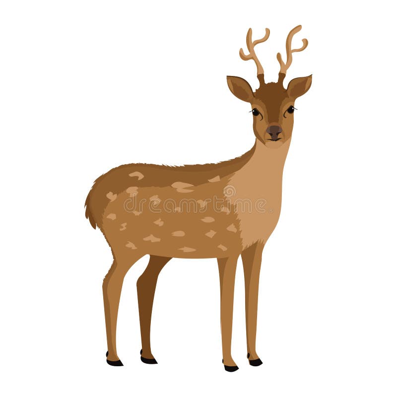 Deer Front View Stock Illustrations – 831 Deer Front View Stock ...