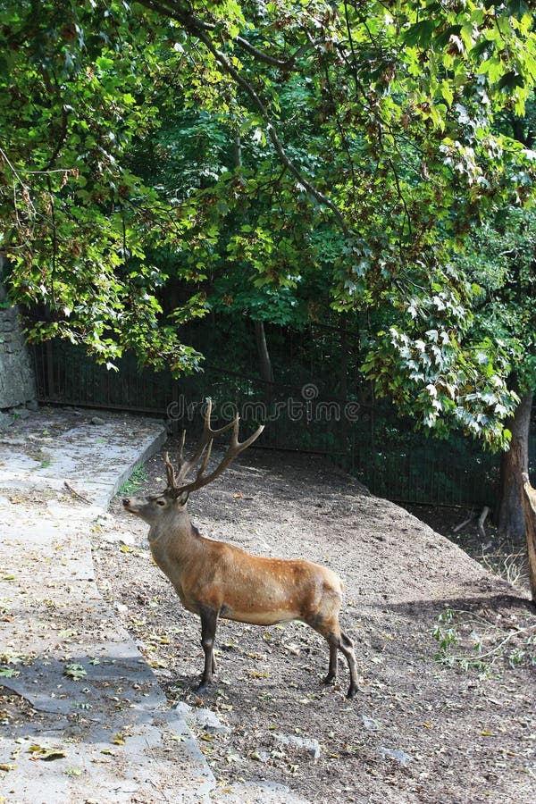 Brown Deer with Long Antlers Stock Image - Image of animal, green ...