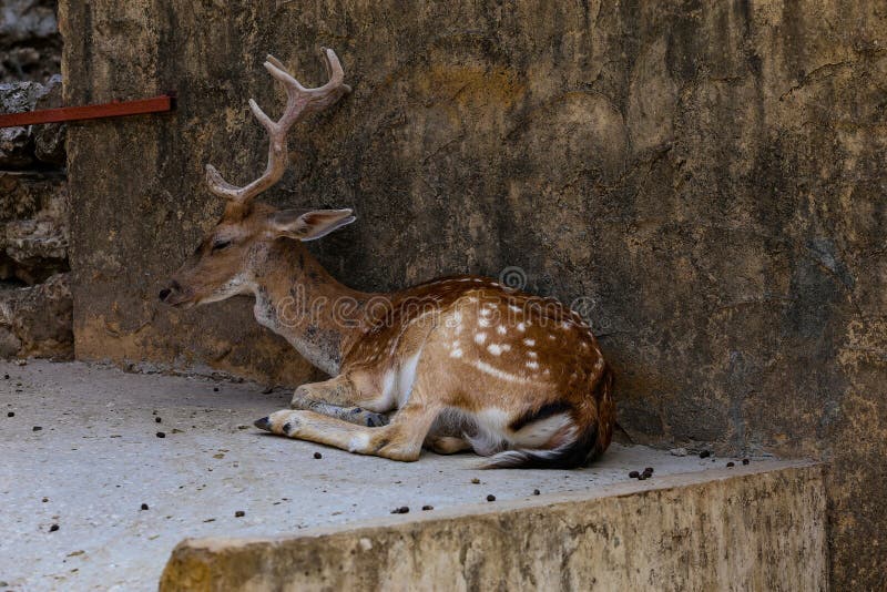 Brown Deer with Long Antlers Lying Inside the Zoo Stock Image - Image ...