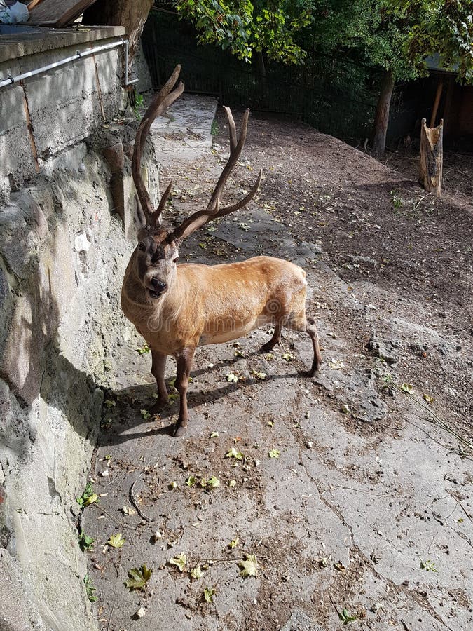 Brown Deer with Long Antlers Stock Photo - Image of family, building ...