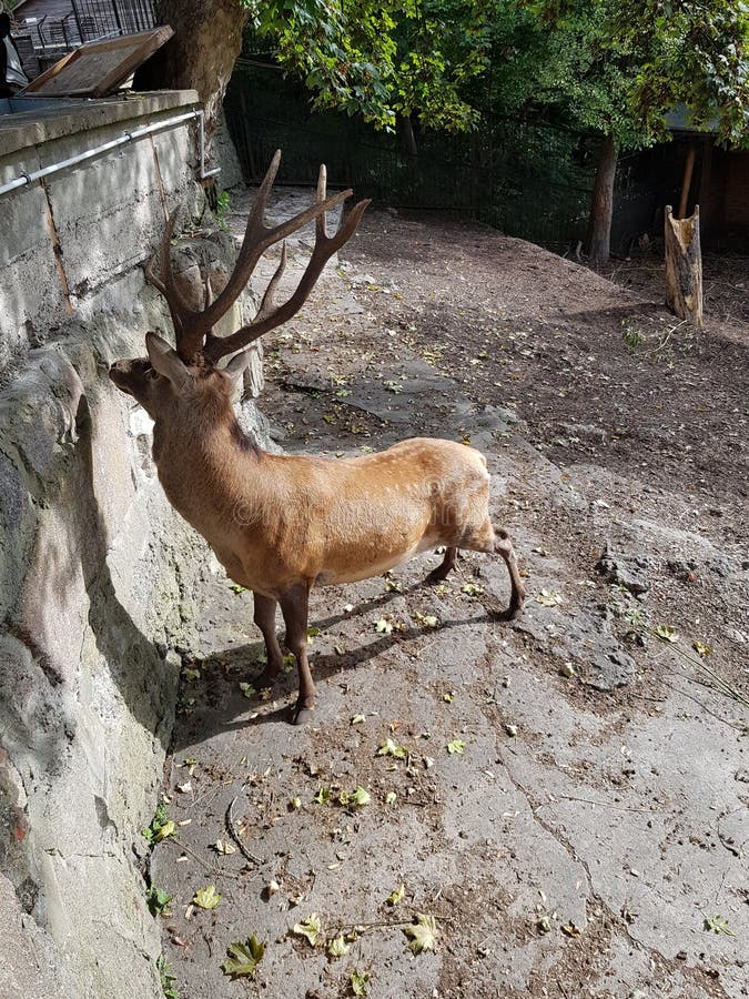Brown Deer with Long Antlers Stock Photo - Image of farm, snow: 205832098