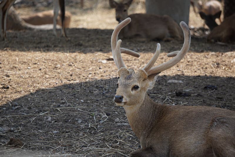 The brown deer. stock photo. Image of spotted, wild - 127357074
