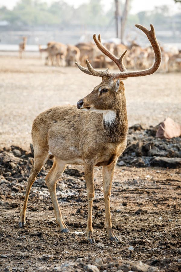 Brown deer stock image. Image of front, cute, park, side - 37677321