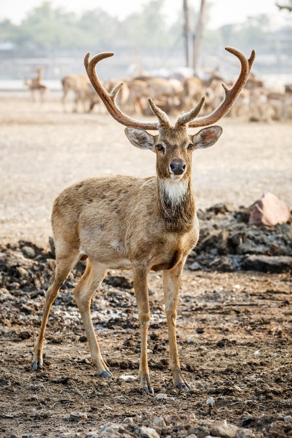 Brown deer stock photo. Image of stand, wild, fawn, brown - 37677334