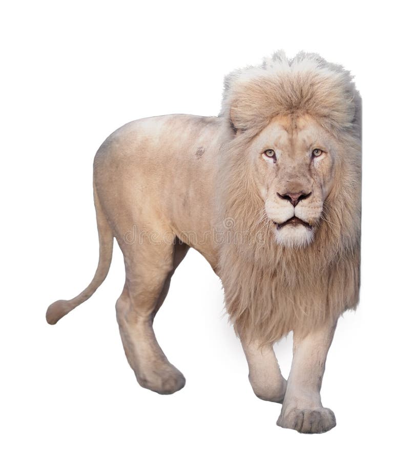 Brown Deer Standing Full Size Isolated at White Background Stock Image ...