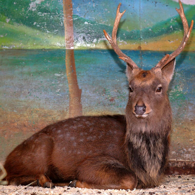 Muzzle of a Sad Brown Deer in Zoo Cage Stock Photo - Image of young ...
