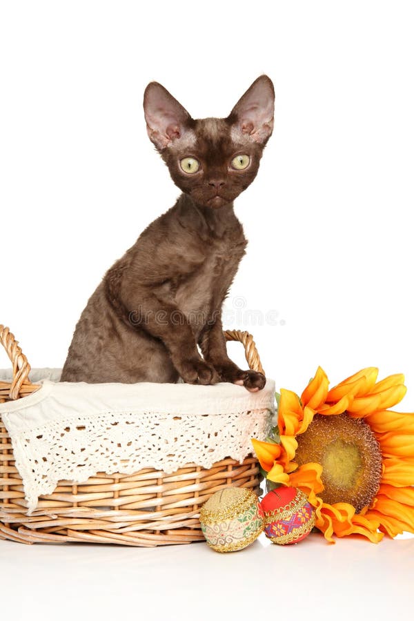 Brown Devon Rex Cat in Basket with Sunflower Stock Image - Image of domestic, brown: 373620569