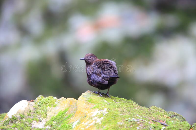 Brown Dipper in Japan stock photo. Image of wildlife - 109069248