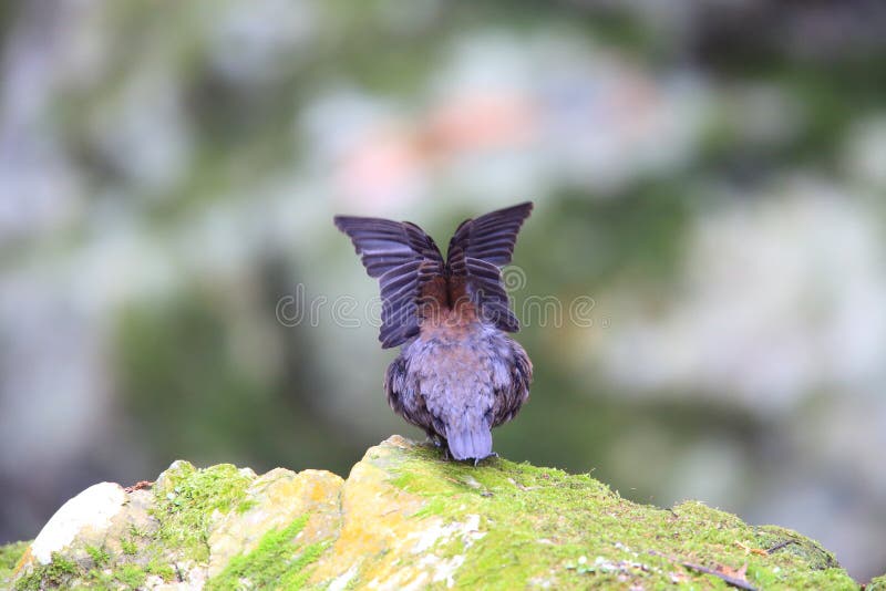 Brown Dipper in Japan stock photo. Image of japanese - 109069764