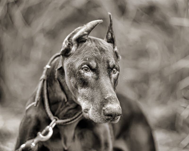 1,233,000+ Close up face doberman Free Stock Photos - StockFreeImages