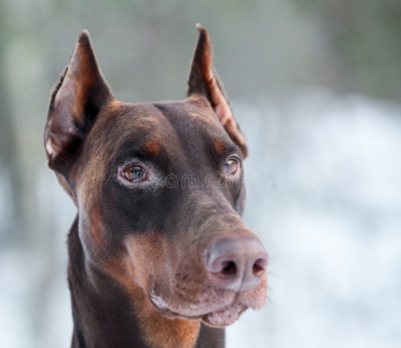 Brown Doberman Dog Muzzle with Watchful Ears Stock Photo - Image of ...