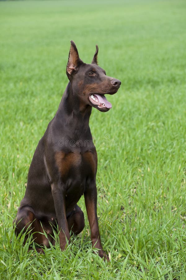 Brown doberman`s puppy stock photo. Image of friendship - 31921670