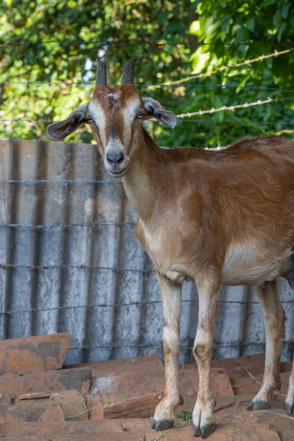 Broken Goat Horn Stock Photos - Free & Royalty-Free Stock Photos from ...