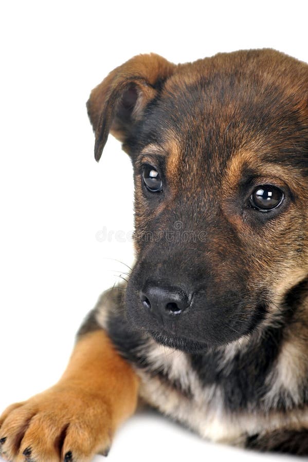 Brown dog stock image. Image of studio, mammal, obedience - 13535079