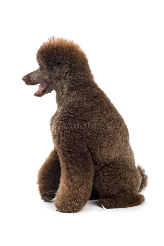 Brown dog stock photo. Image of fuzz, fuzzy, cute, furry - 2866114
