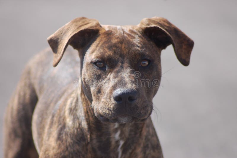 Brown dog stock photo. Image of eyes, proud, missing, addorable - 4639498