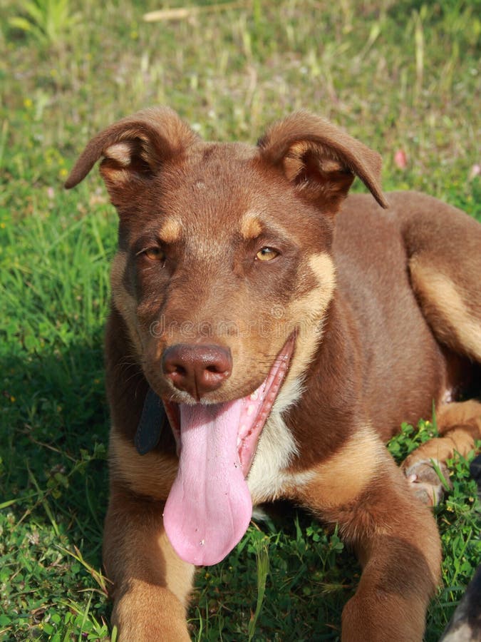 Brown dog stock photo. Image of adorable, funny, cheeky - 5771640