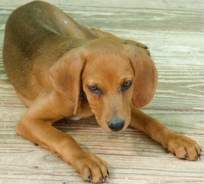 Brown dog stock photo. Image of pedigree, doggy, little - 5791918