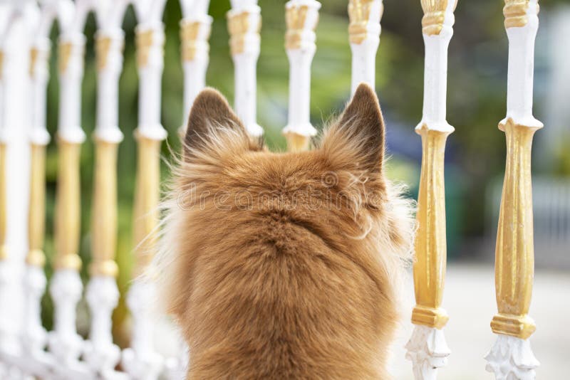 The Brown Dog, Back View is Looking Out of the Frence Stock Photo ...